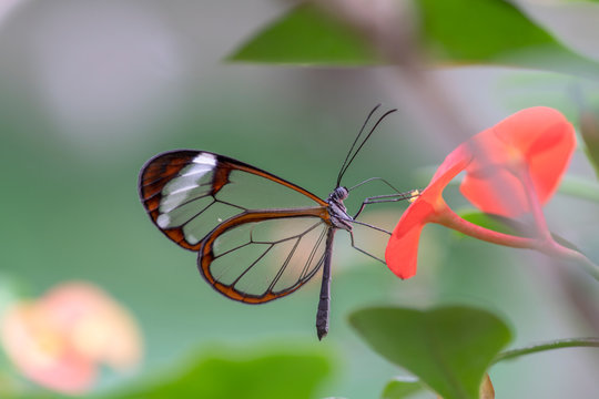 รูปภาพGlasswing – เลือกดูภาพถ่ายสต็อก เวกเตอร์ และวิดีโอ1,021 | Adobe Stock