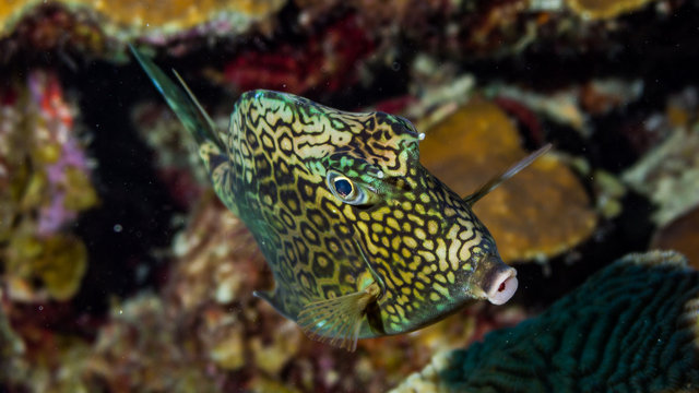 รูปภาพKofferfisch – เลือกดูภาพถ่ายสต็อก เวกเตอร์ และวิดีโอ196 | Adobe Stock