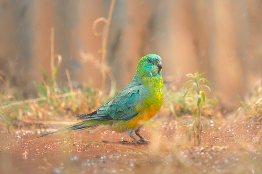 รูปภาพ"Grass Parrot" – เลือกดูภาพถ่ายสต็อก เวกเตอร์ และวิดีโอ101 ...