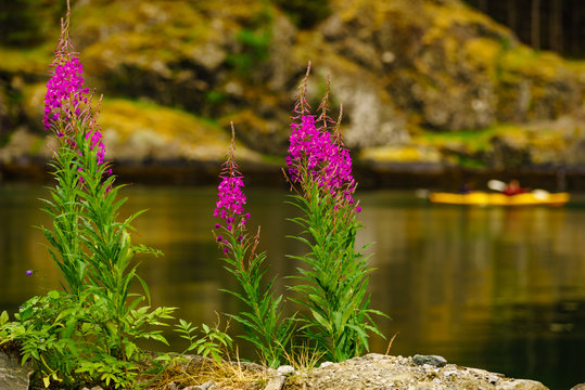 Geitrams Bilder – Durchsuchen 89 Archivfotos, Vektorgrafiken und Videos ...