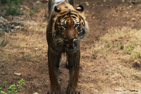 Maung Images – Browse 133 Stock Photos, Vectors, and Video | Adobe Stock