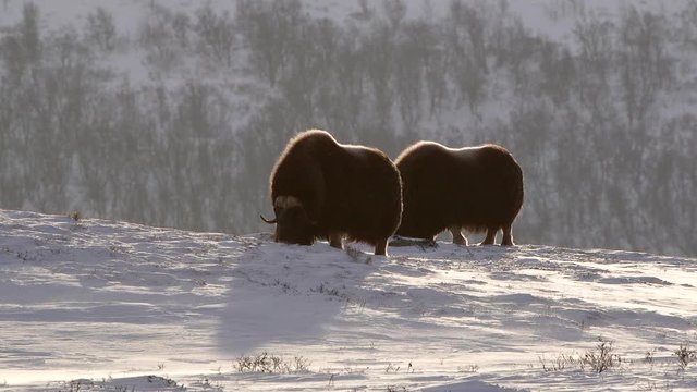 Moskus Bilder – Durchsuchen 68 Archivfotos, Vektorgrafiken und Videos ...