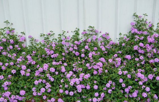 Imágenes de Cariaquito: descubre bancos de fotos, ilustraciones ...
