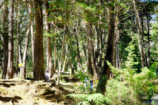 Arvi Images – Browse 881 Stock Photos, Vectors, and Video | Adobe Stock