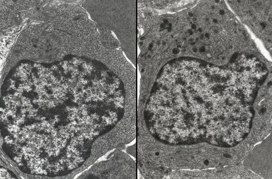 Nrbc Images – Browse 53 Stock Photos, Vectors, and Video | Adobe Stock