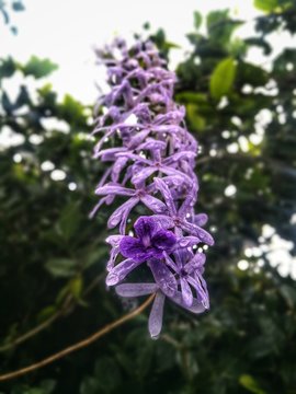 Volubis Images – Browse 12 Stock Photos, Vectors, and Video | Adobe Stock