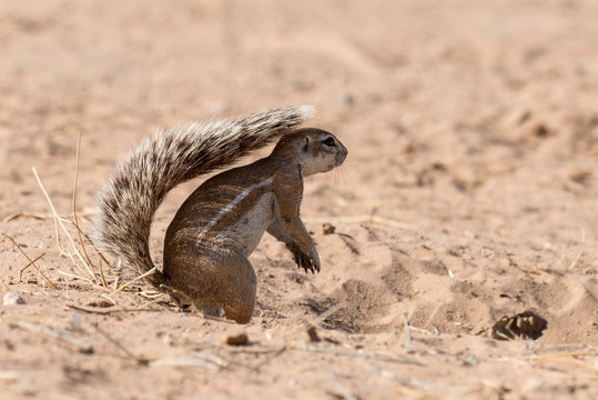 รูปภาพXerus – เลือกดูภาพถ่ายสต็อก เวกเตอร์ และวิดีโอ1,752 | Adobe Stock