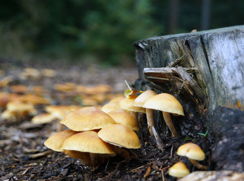 "Yellow Mushrooms" Billeder – Gennemse 185 stockfotos, vektorer og ...