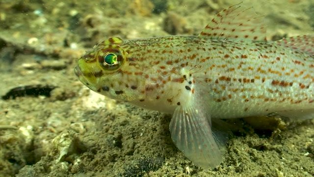 Gobie Images – Parcourir 105 le catalogue de photos, vecteurs et vidéos ...