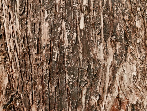 Tuling Billeder – Gennemse 3,215 stockfotos, vektorer og videoer ...