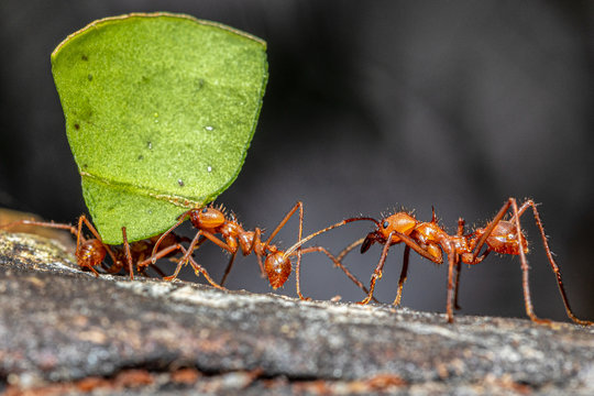 Leaf Cutter Ants