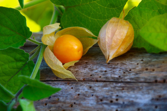 Judenkirsche bilder – Bläddra bland 379 stockfoton, vektorer och videor ...