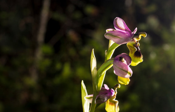 「Orchidis」の画像 - 13 件の Stock 写真、ベクターおよびビデオ | Adobe Stock
