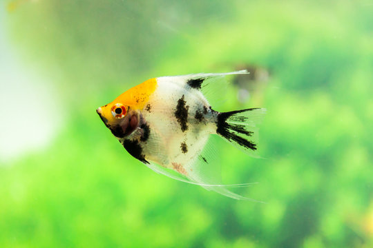 รูปภาพAngel-Fish – เลือกดูภาพถ่ายสต็อก เวกเตอร์ และวิดีโอ289 | Adobe Stock