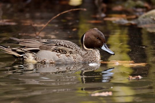 Samiec Bilder – Durchsuchen 1,331 Archivfotos, Vektorgrafiken und ...