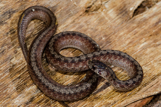 "Storeria Dekayi" Images – Browse 75 Stock Photos, Vectors, and Video ...