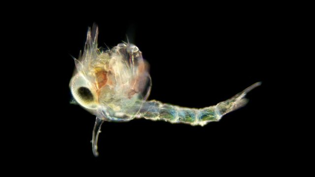 รูปภาพPleocyemata – เลือกดูภาพถ่ายสต็อก เวกเตอร์ และวิดีโอ157 | Adobe Stock