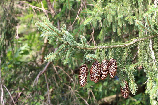 รูปภาพRottanne – เลือกดูภาพถ่ายสต็อก เวกเตอร์ และวิดีโอ180 | Adobe Stock