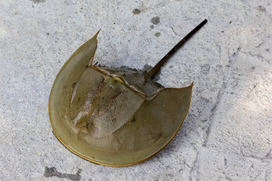 รูปภาพLimulus – เลือกดูภาพถ่ายสต็อก เวกเตอร์ และวิดีโอ326 | Adobe Stock