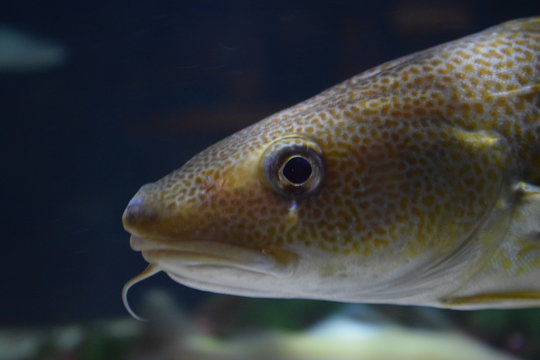 Moustachu bilder – Bläddra bland 249 stockfoton, vektorer och videor ...