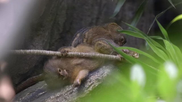 Gummivore Images – Browse 19 Stock Photos, Vectors, and Video | Adobe Stock