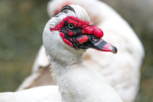「Warzenente」の画像 - 394 件の Stock 写真、ベクターおよびビデオ | Adobe Stock