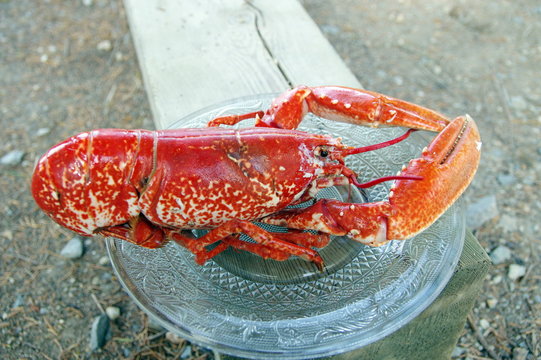 DIE 2,507 BESTEN BILDER, STOCK-FOTOS UND -VEKTORGRAFIKEN ZU „Homard ...