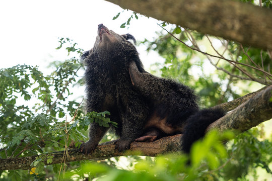 รูปภาพBearcat – เลือกดูภาพถ่ายสต็อก เวกเตอร์ และวิดีโอ2,164 | Adobe Stock