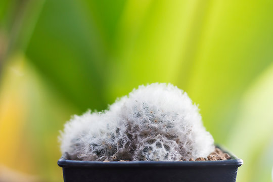 รูปภาพPlumosa – เลือกดูภาพถ่ายสต็อก เวกเตอร์ และวิดีโอ1,137 | Adobe Stock