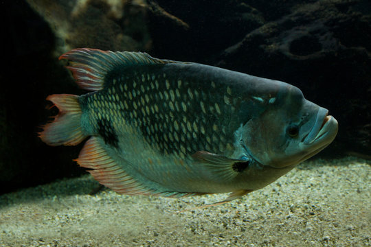 Giant Gourami Red Tail