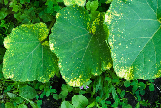 รูปภาพMildew – เลือกดูภาพถ่ายสต็อก เวกเตอร์ และวิดีโอ40,859 | Adobe Stock