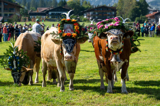 Almabtrieb-Bilder: Stock-Fotos & -Videos. | Adobe Stock