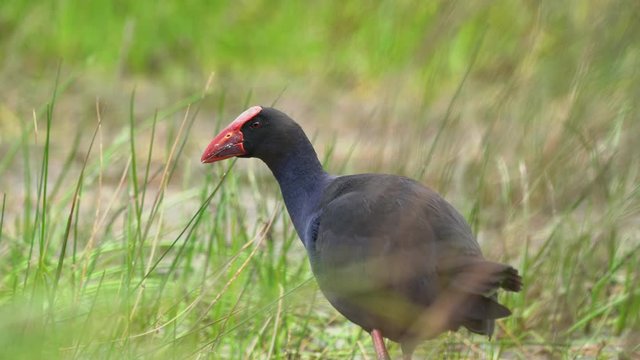 Obrazy (Water-Hen) — zdjęcia, wektory i wideo bez tantiem (108) | Adobe ...
