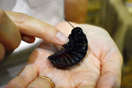 รูปภาพUncanny – เลือกดูภาพถ่ายสต็อก เวกเตอร์ และวิดีโอ10,246 | Adobe Stock