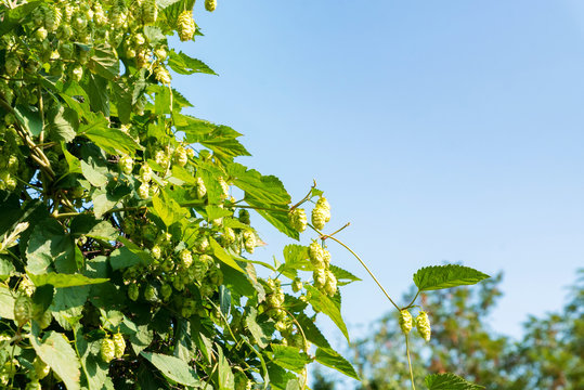 「Hop-Plant」の写真素材 | 486件の無料イラスト画像 | Adobe Stock