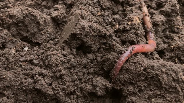 Earthworm Images – Browse 33,463 Stock Photos, Vectors, and Video ...