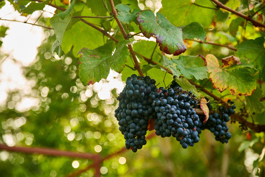 Imágenes de Charnue: descubre bancos de fotos, ilustraciones, vectores ...