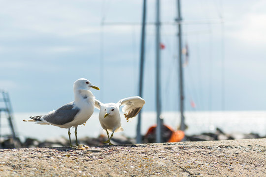 Oceaniczny Bilder – Durchsuchen 81 Archivfotos, Vektorgrafiken und ...