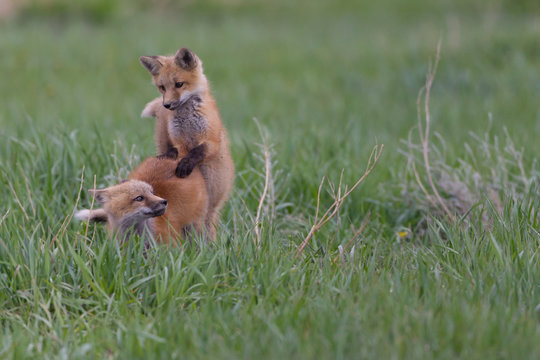 Imágenes de "Fox Kits": descubre bancos de fotos, ilustraciones ...