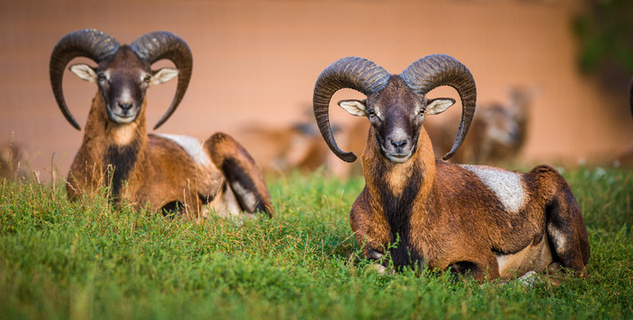 Mouflons Images – Browse 15,645 Stock Photos, Vectors, and Video ...