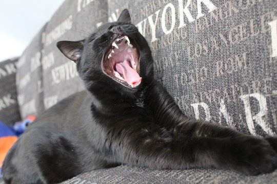Katzengebiss-Bilder: Stock-Fotos & -Videos. | Adobe Stock
