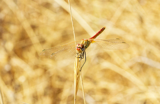 Libelinha Images – Browse 86 Stock Photos, Vectors, and Video | Adobe Stock