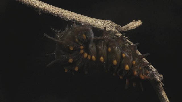 Pupate Bilder – Durchsuchen 1,242 Archivfotos, Vektorgrafiken und ...