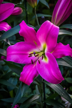 54 BEST Stk IMAGES, STOCK PHOTOS & VECTORS | Adobe Stock