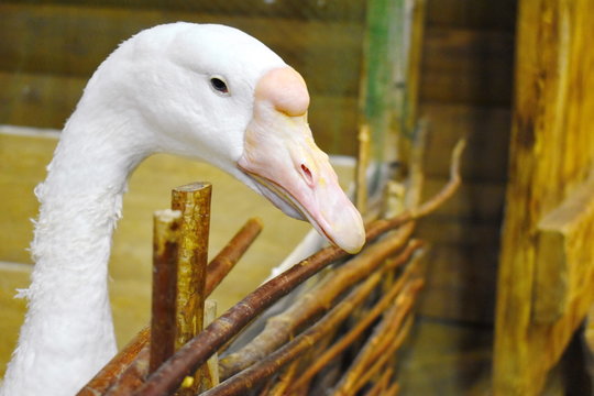 Natatorial Bilder – Durchsuchen 1,614 Archivfotos, Vektorgrafiken und ...