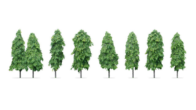 Asopalav Images – Browse 421 Stock Photos, Vectors, and Video | Adobe Stock