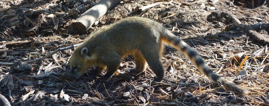 Procyonidae Images – Browse 2,426 Stock Photos, Vectors, and Video ...