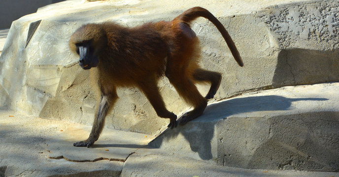 รูปภาพCercopithecinae – เลือกดูภาพถ่ายสต็อก เวกเตอร์ และวิดีโอ1,180 ...