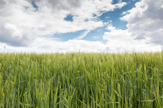 Grainfield Images – Browse 12,931 Stock Photos, Vectors, and Video ...