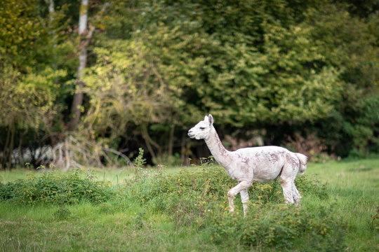 Peru Machu-Picchu Bilder – Durchsuchen 629 Archivfotos, Vektorgrafiken und Videos | Adobe Stock